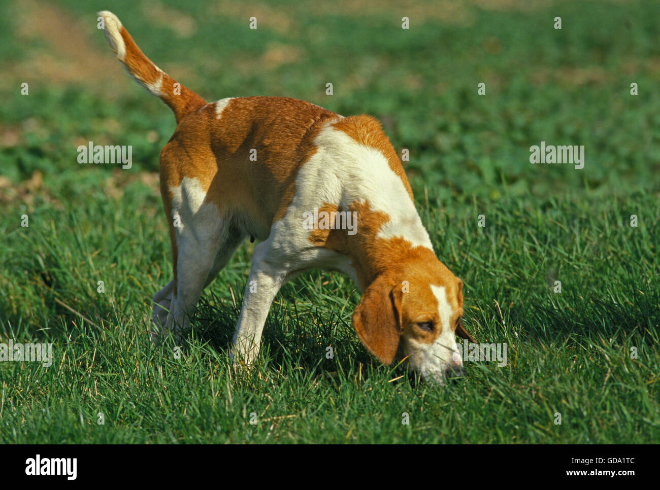 Great Anglo-French White and Orange Hound, Dog smelling Grass Stock ...