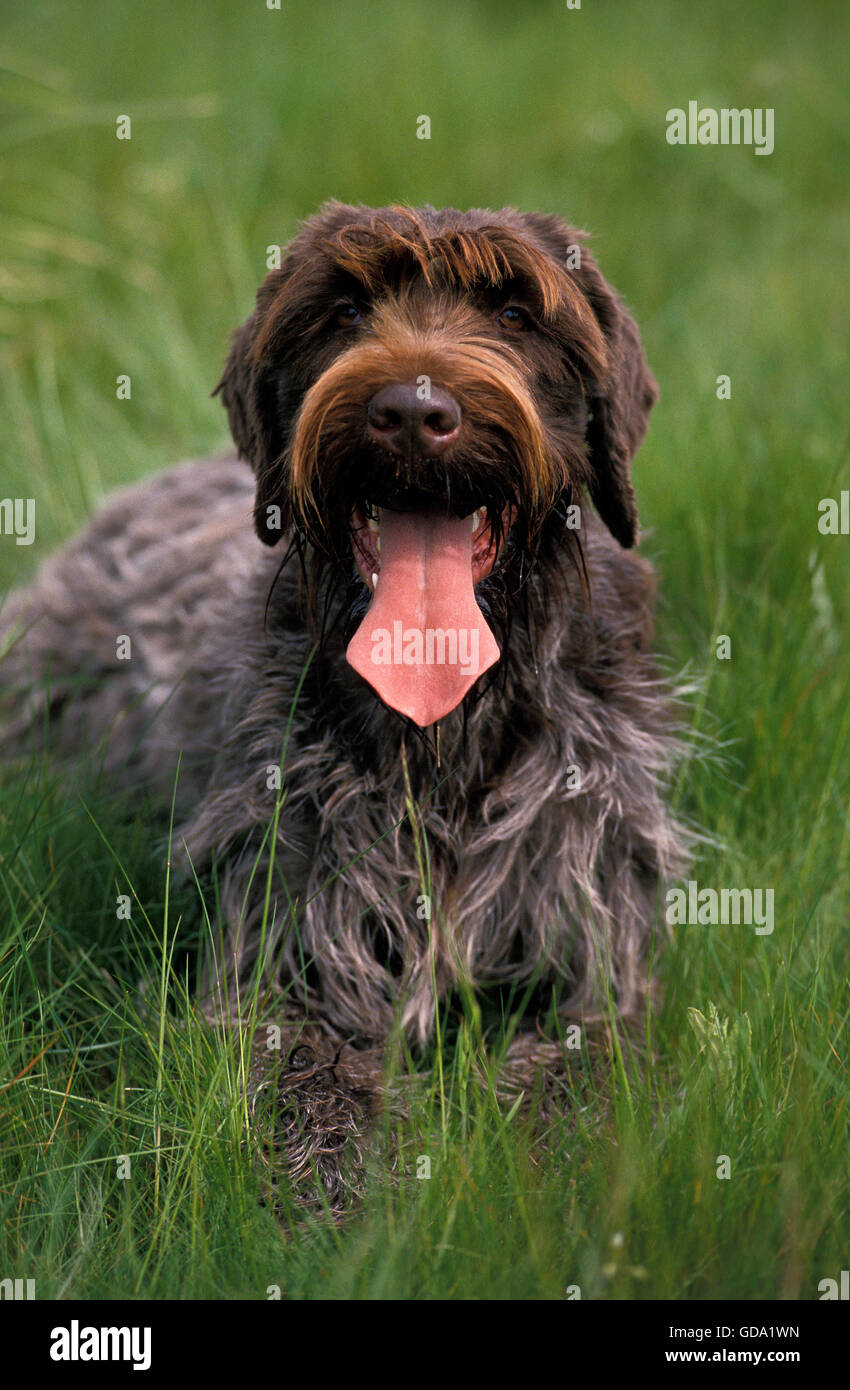 KORTHAL DOG OR WIRE-HAIRED GRIFFON, ADULT WITH TONGUE OUT Stock Photo ...
