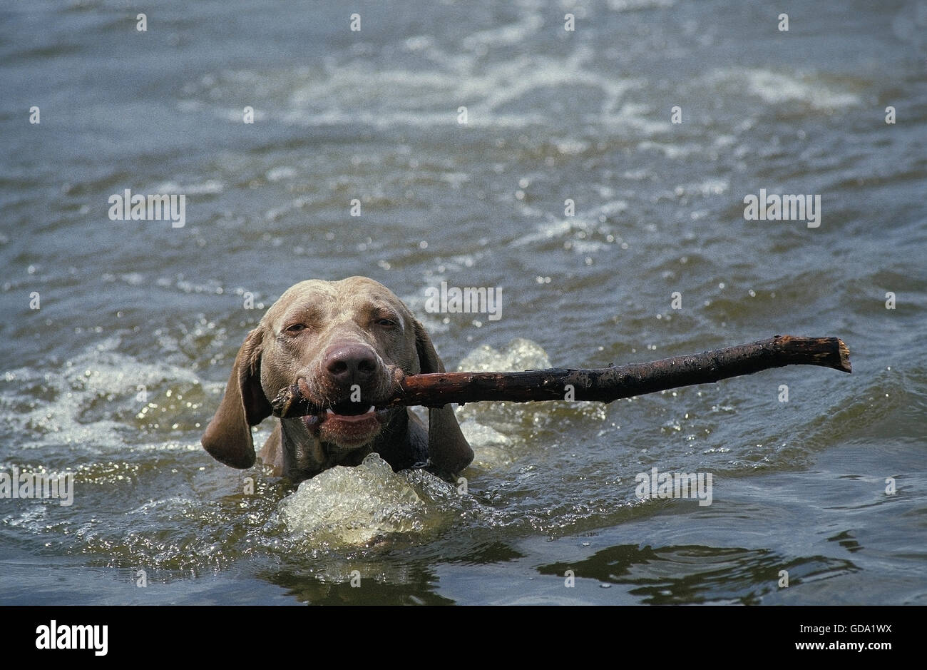 WEIMAR POINTER DOG, ADULT PLAYING STICK IN WATER Stock Photo - Alamy
