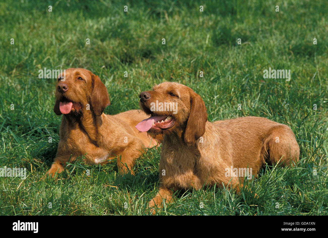 Hungarian Pointer or Vizsla Dog laying on Grass Stock Photo - Alamy