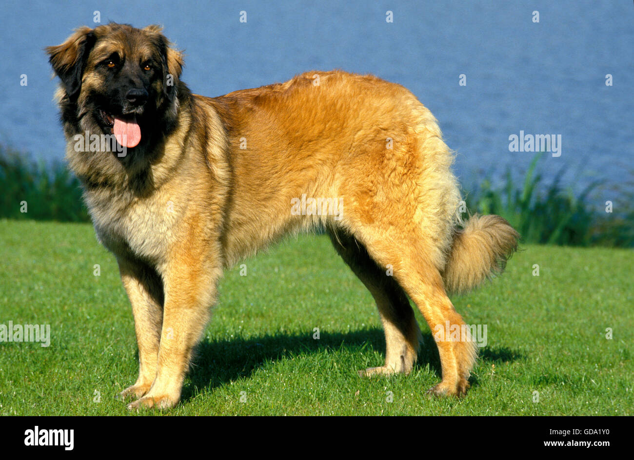 Leonberger hi-res stock photography and images - Alamy