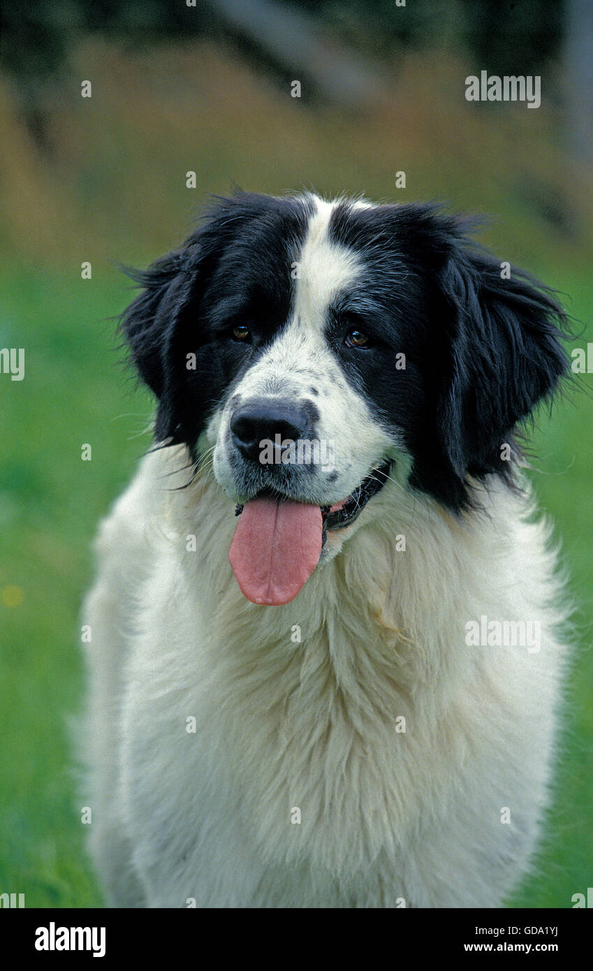 LANDSEER DOG, PORTRAIT OF ADULT Stock Photo - Alamy