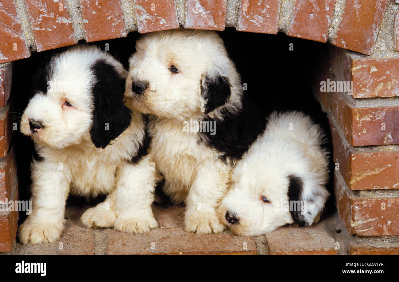 Bobtail Dog or Old English Sheepdog, Pup Hidden under Fireplace Stock ...