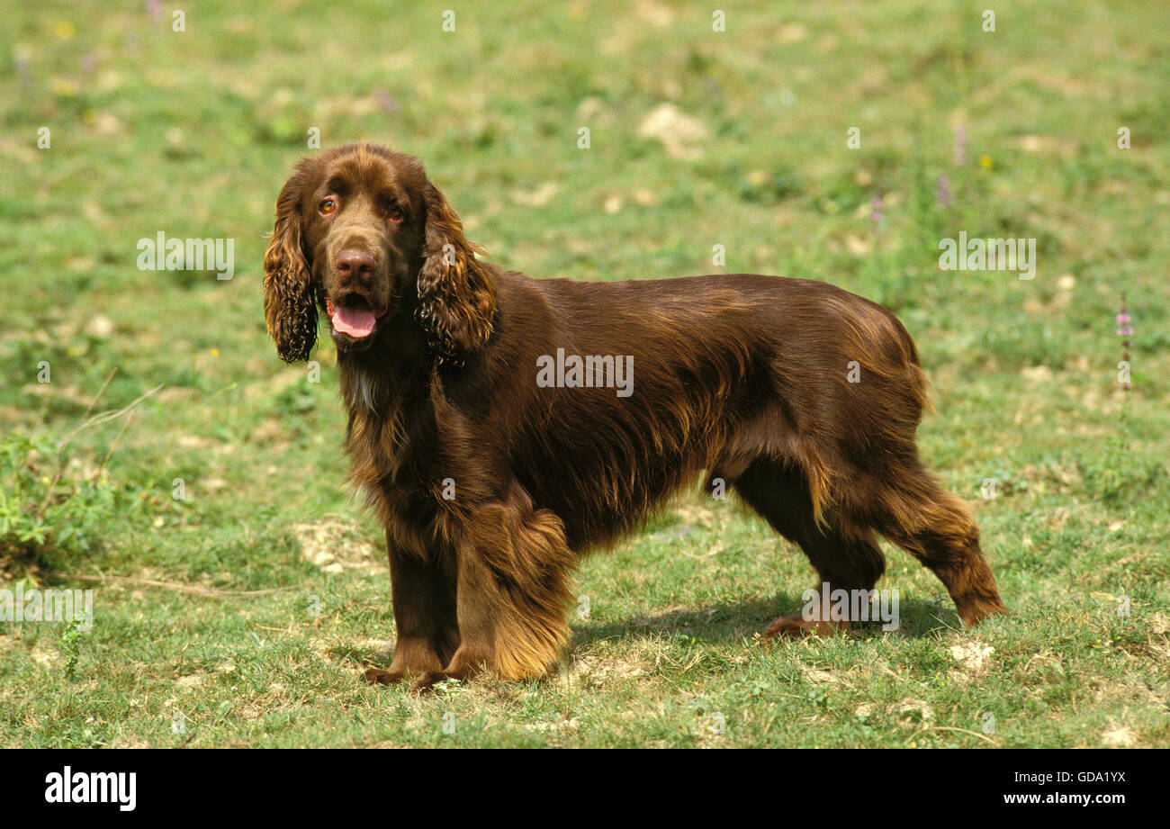 Field spaniel hi-res stock photography and images - Alamy