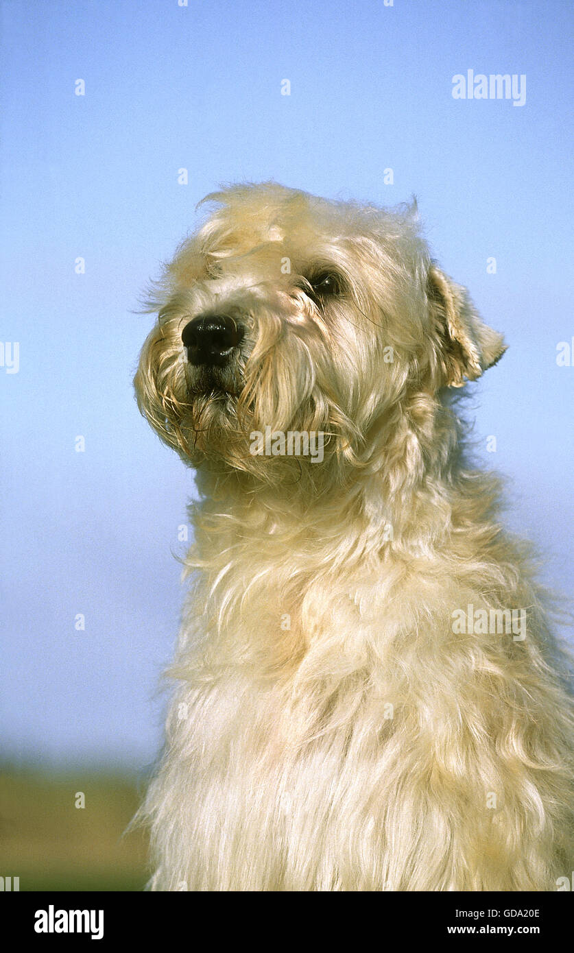 Wheaten terrier hi-res stock photography and images - Alamy