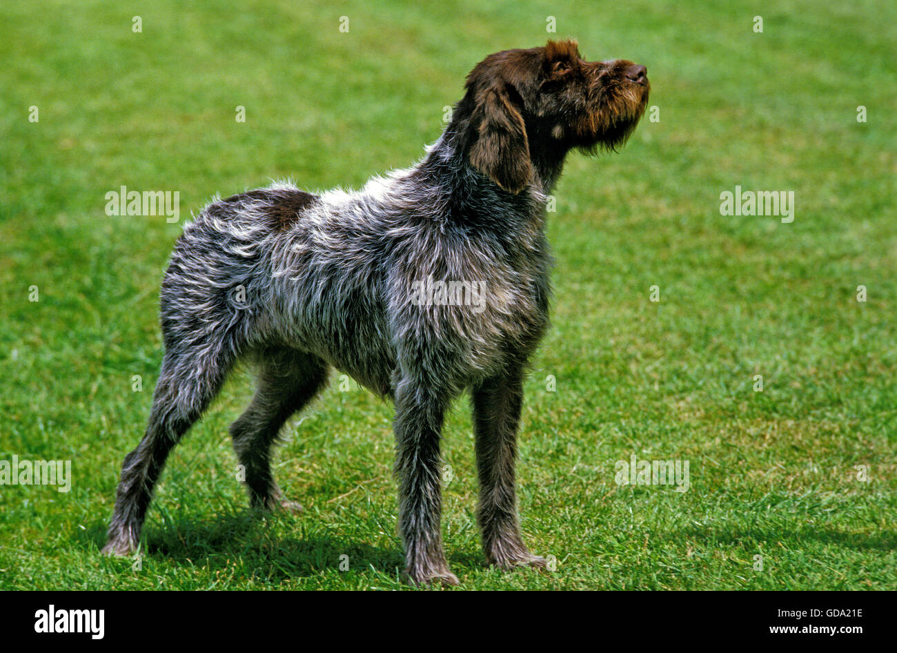 Korthal Dog or Wire-Haired Griffon, Dog standing on Lawn Stock Photo ...