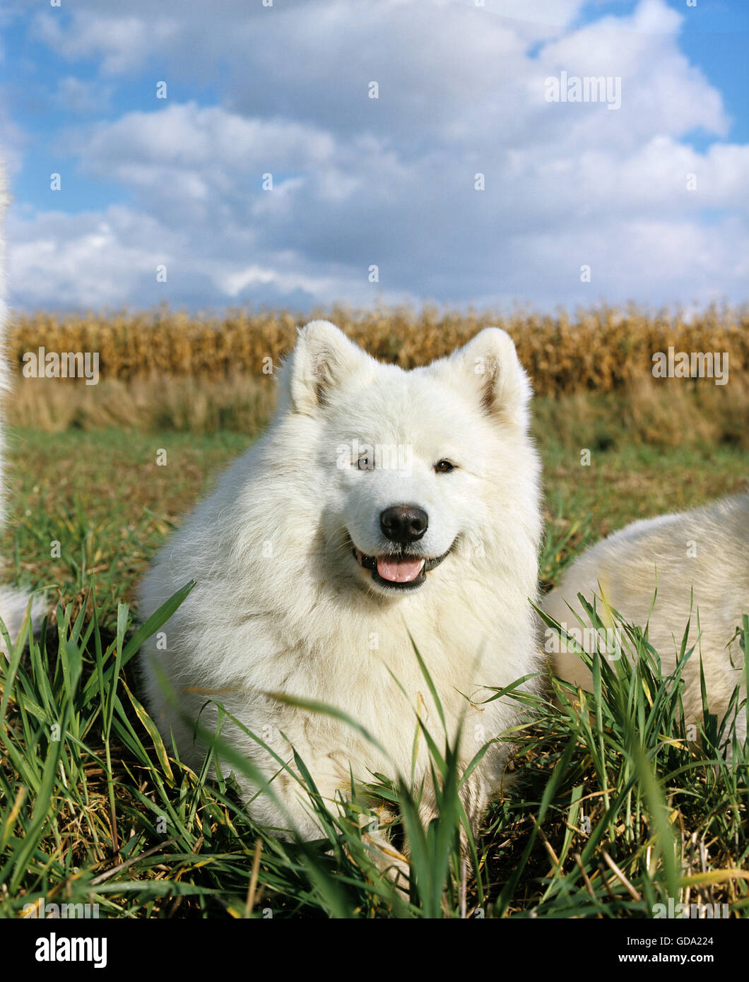 Samoyed Dog, Sledding dog laying in Field Stock Photo - Alamy
