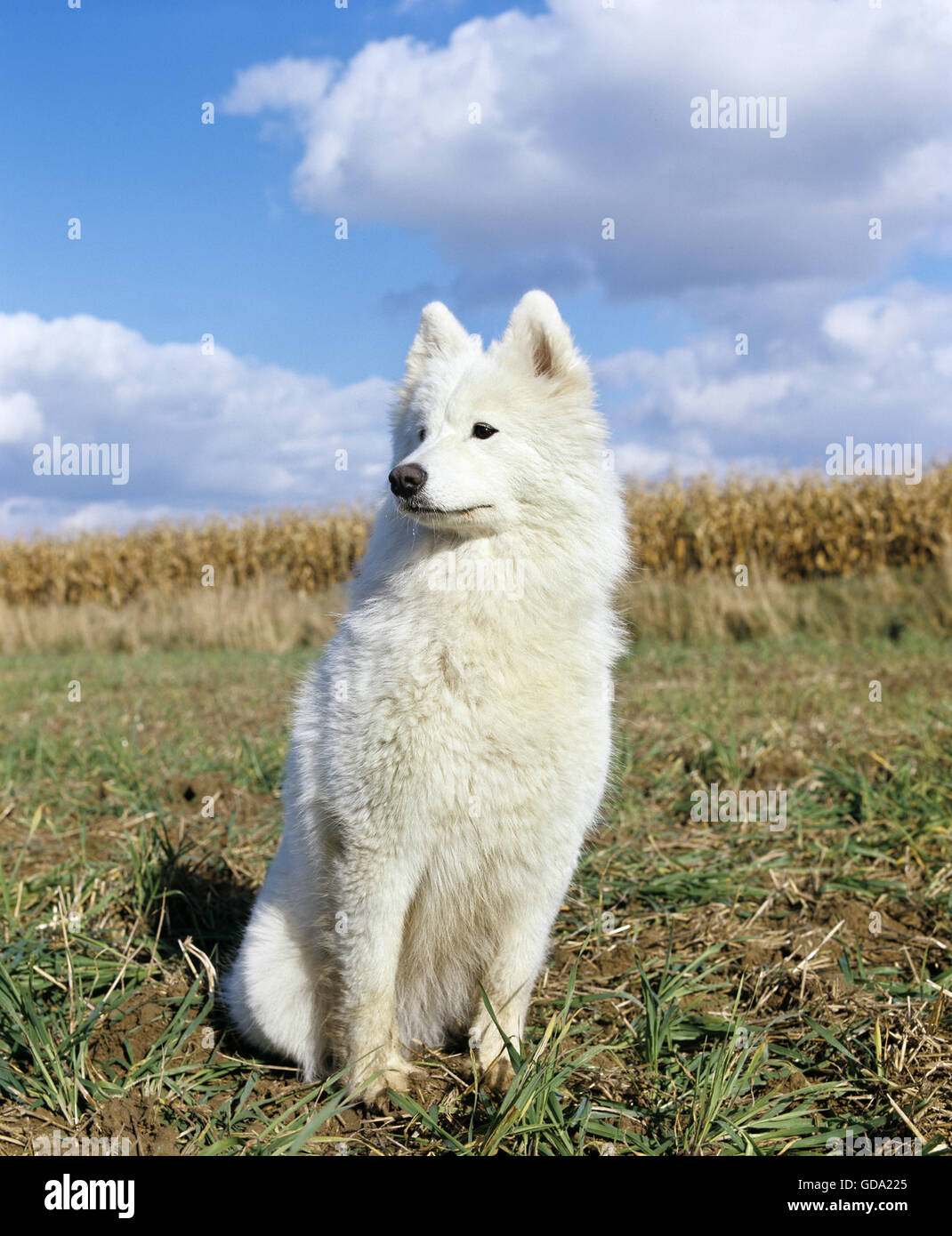 Samoyed sitting hi-res stock photography and images - Alamy