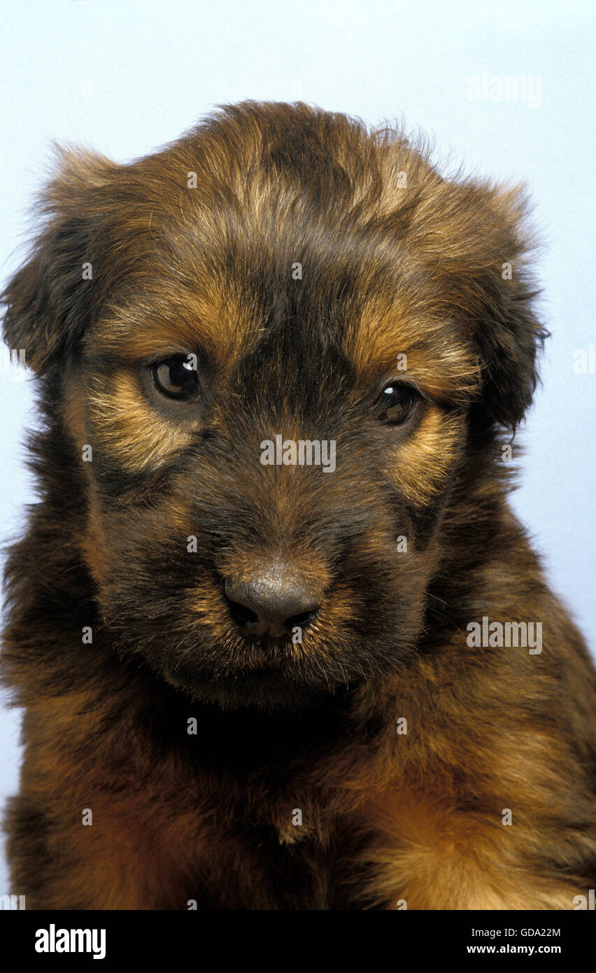 Briard Dog, Portrait of Pup Stock Photo - Alamy