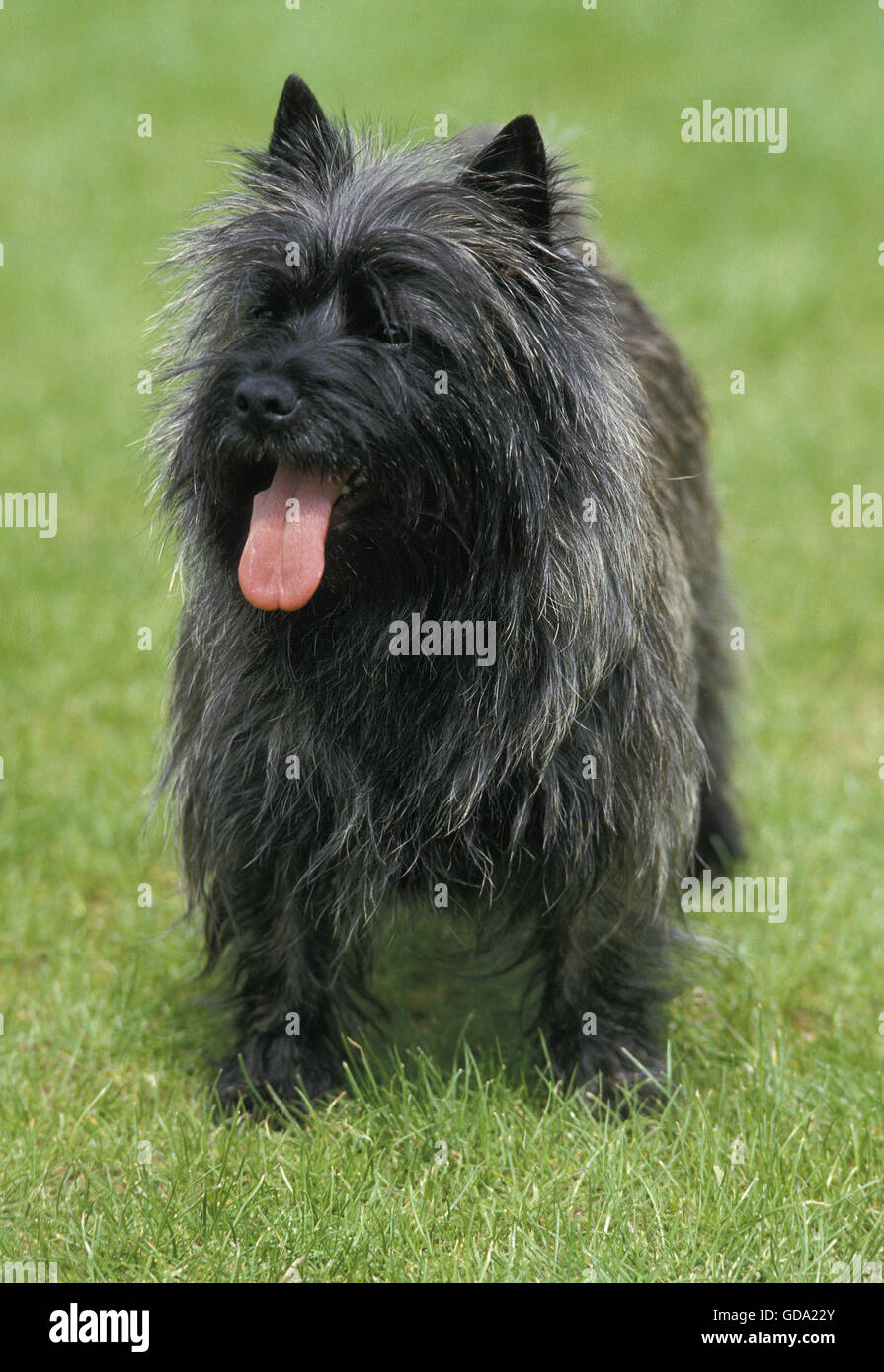 Cairn terrier hi-res stock photography and images - Alamy