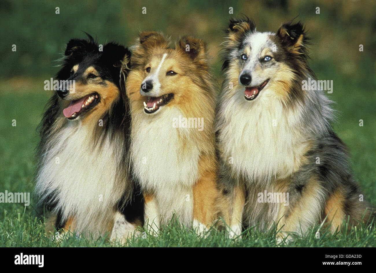 Shetland Sheepdog, Adults sitting on Lawn Stock Photo - Alamy