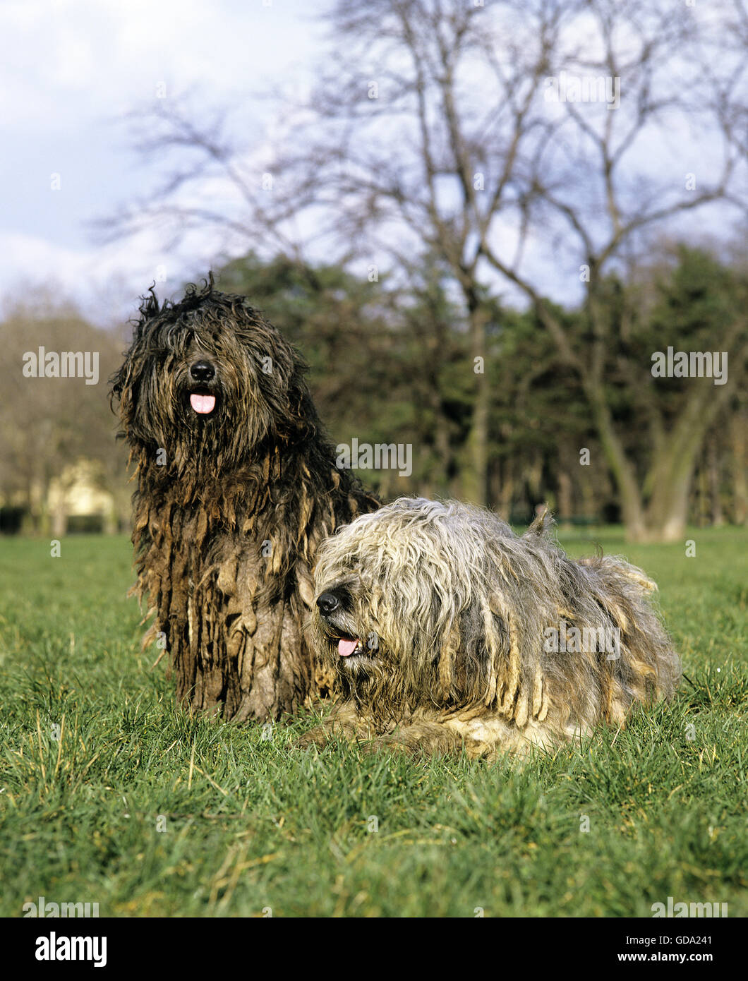 Bergamasco sheepdog or bergamese shepherd hi-res stock photography and ...