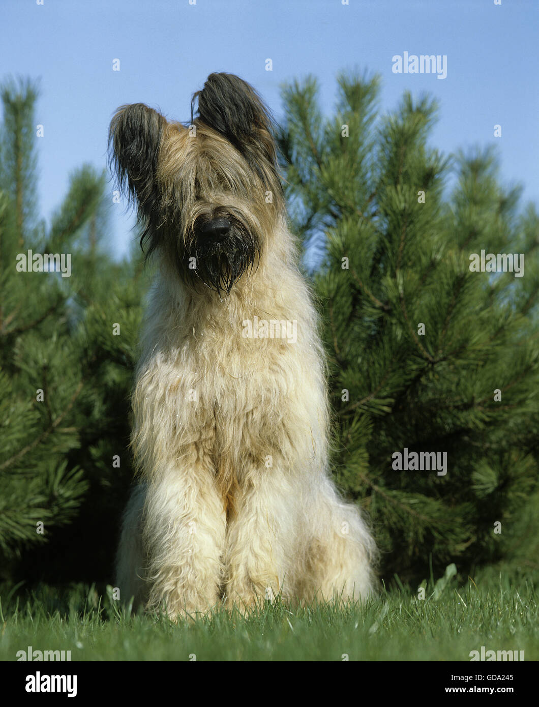 Briard Dog (Old Standard Breed with Cut Ears), Adult standing on Grass ...