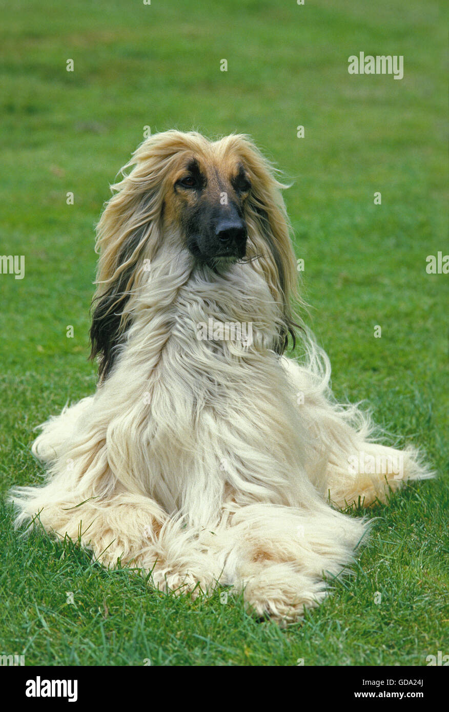 Afghan Hound, Adult Dog laying on Lawn Stock Photo - Alamy
