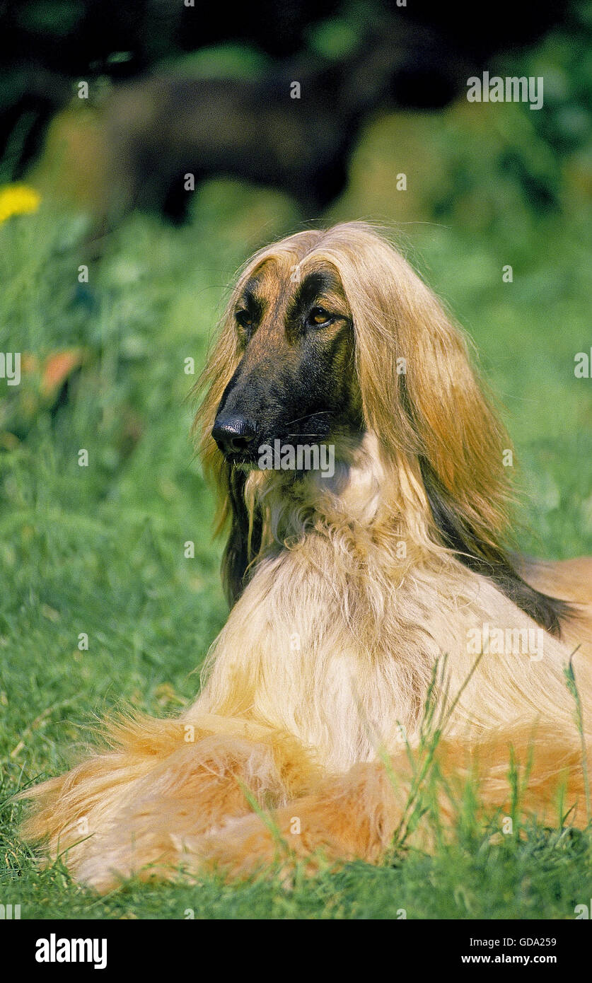 AFGHAN HOUND, ADULT LAYING DOWN ON GRASS Stock Photo - Alamy