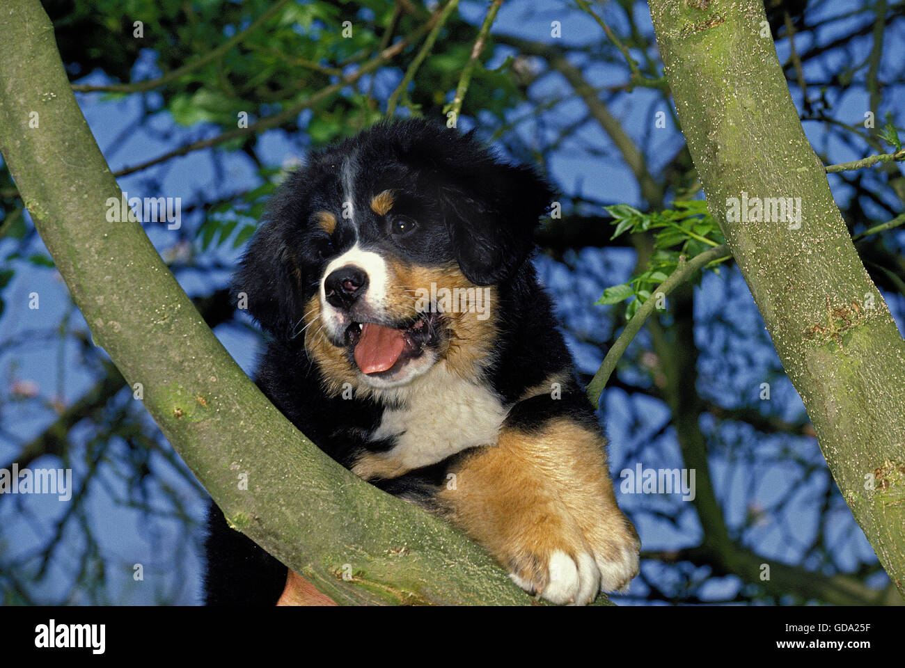 Dog in tree hi-res stock photography and images - Alamy