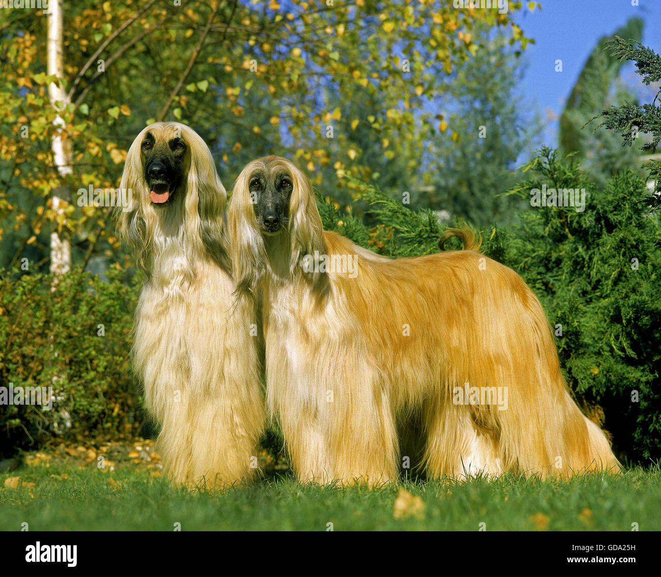 Afghan Hound, Dog standing on Lawn Stock Photo - Alamy