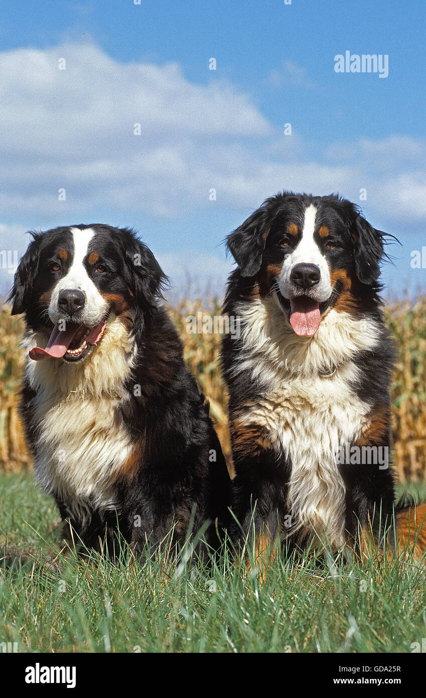 BERNESE MOUNTAIN DOG, PAIR OF ADULTS SITTING ON GRASS Stock Photo - Alamy