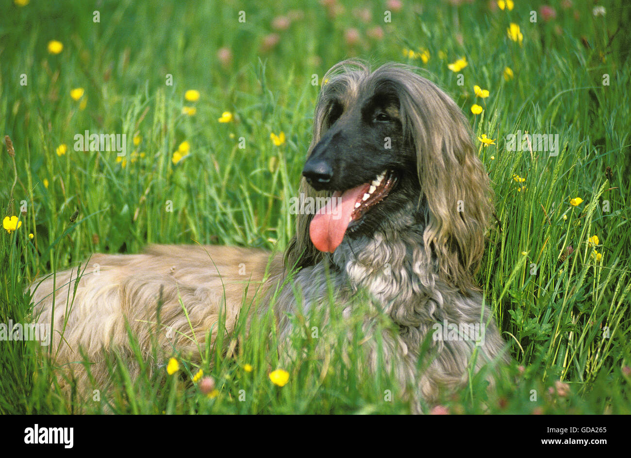 AFGHAN HOUND, ADULT LAYING ON YELLOW FLOWERS Stock Photo - Alamy