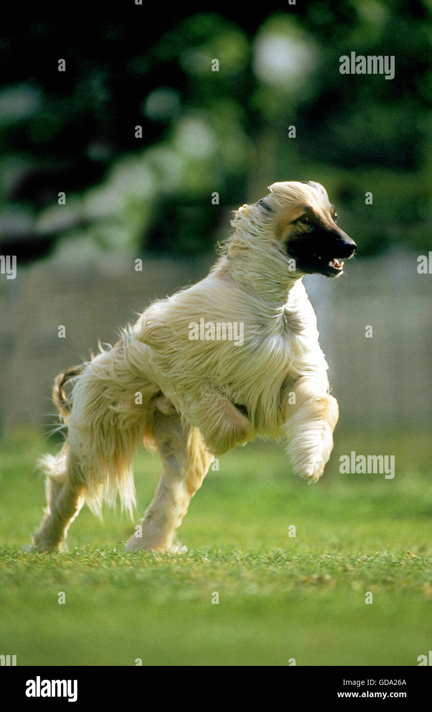 Afghan Hound Racing High Resolution Stock Photography and Images - Alamy
