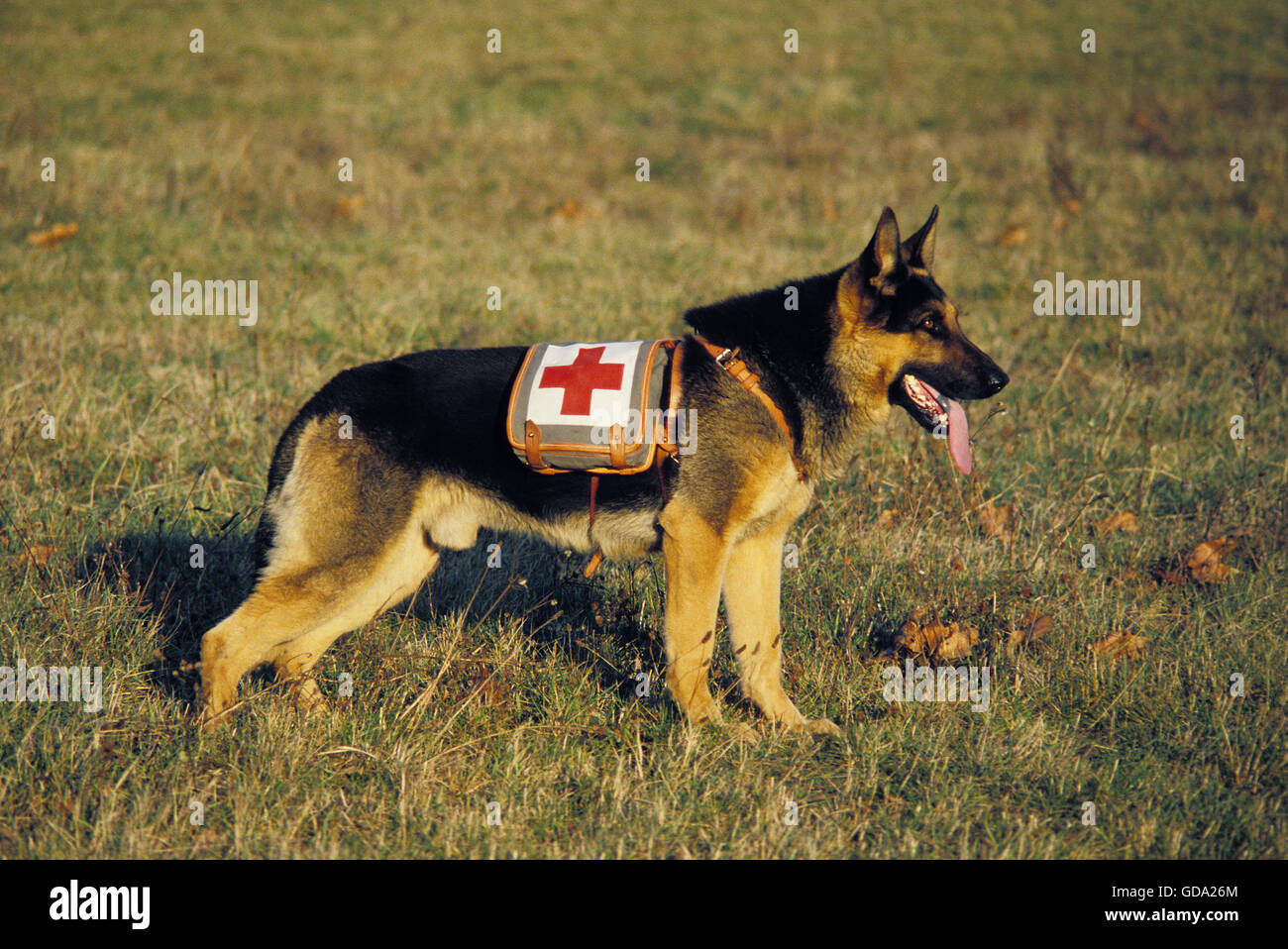 GERMAN SHEPHERD DOG RESCUE DOG Stock Photo - Alamy