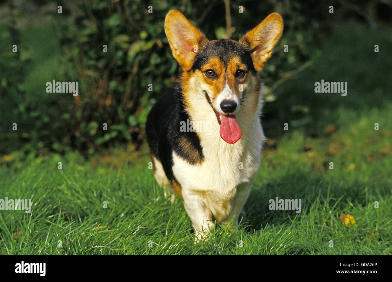Pembroke Welsh Corgi standing on Grass Stock Photo - Alamy