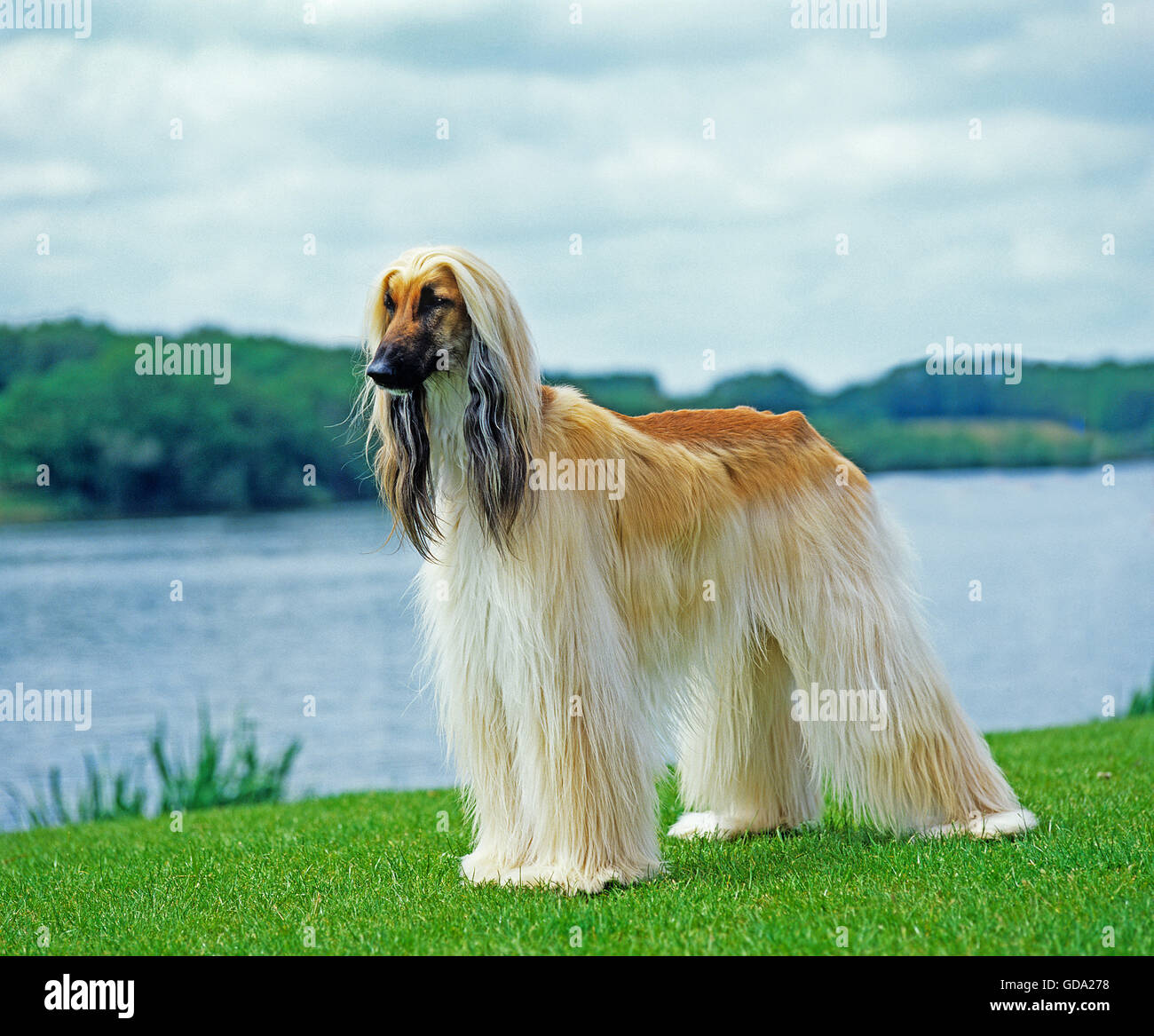 Afghan Hound, Adult standing near Lake Stock Photo - Alamy