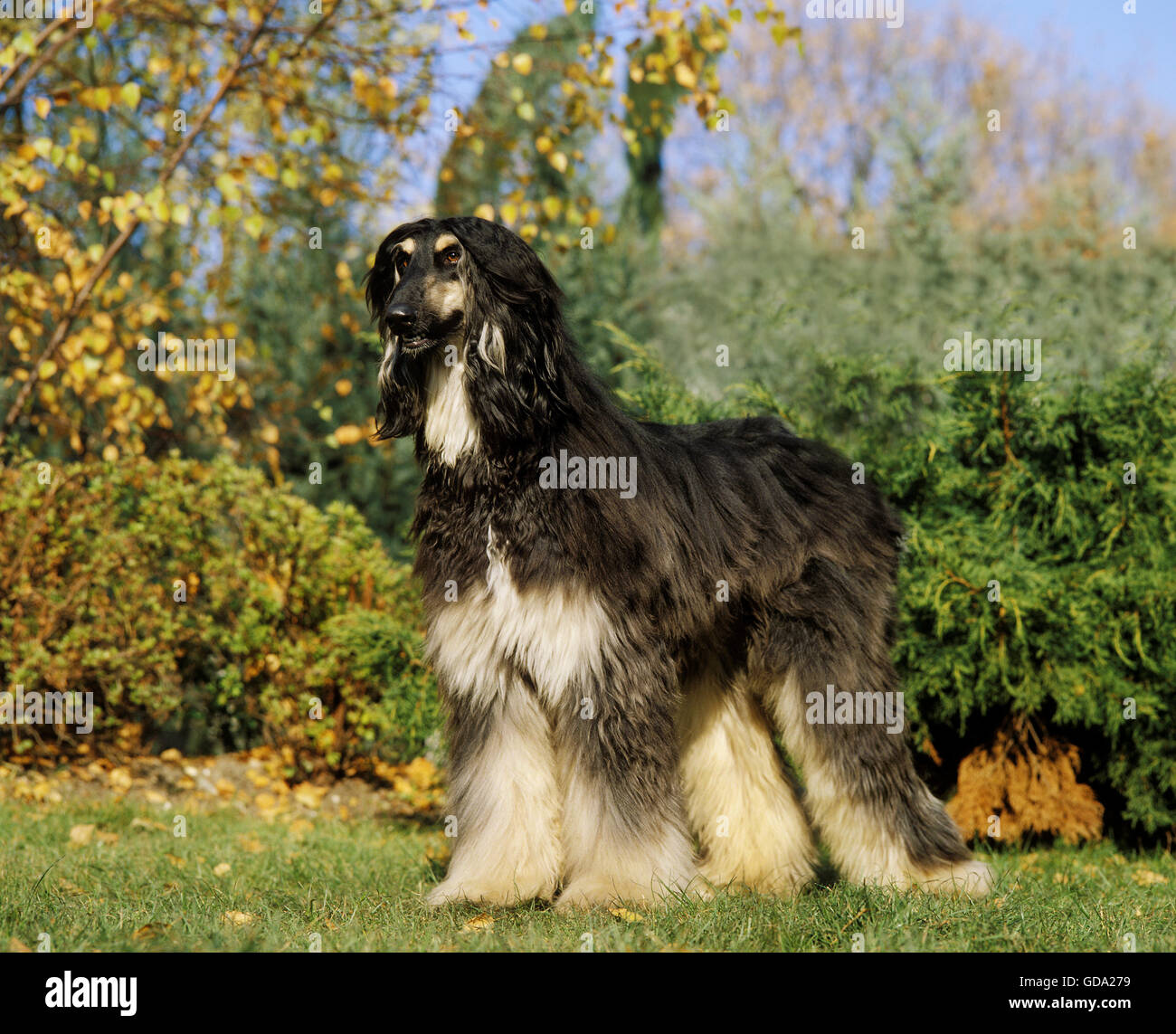 Afghan Hound, Adult Dog Standing on Grass Stock Photo - Alamy