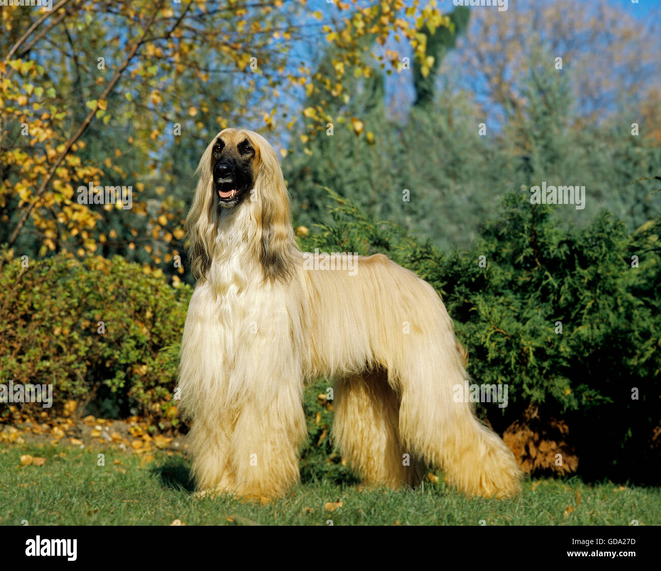 Afghan Hound, Adult Dog Standing on Grass Stock Photo - Alamy