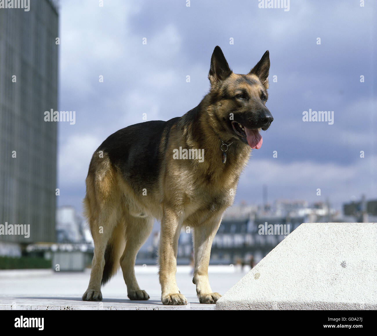 German Shepherd Dog Adult High Resolution Stock Photography and Images ...