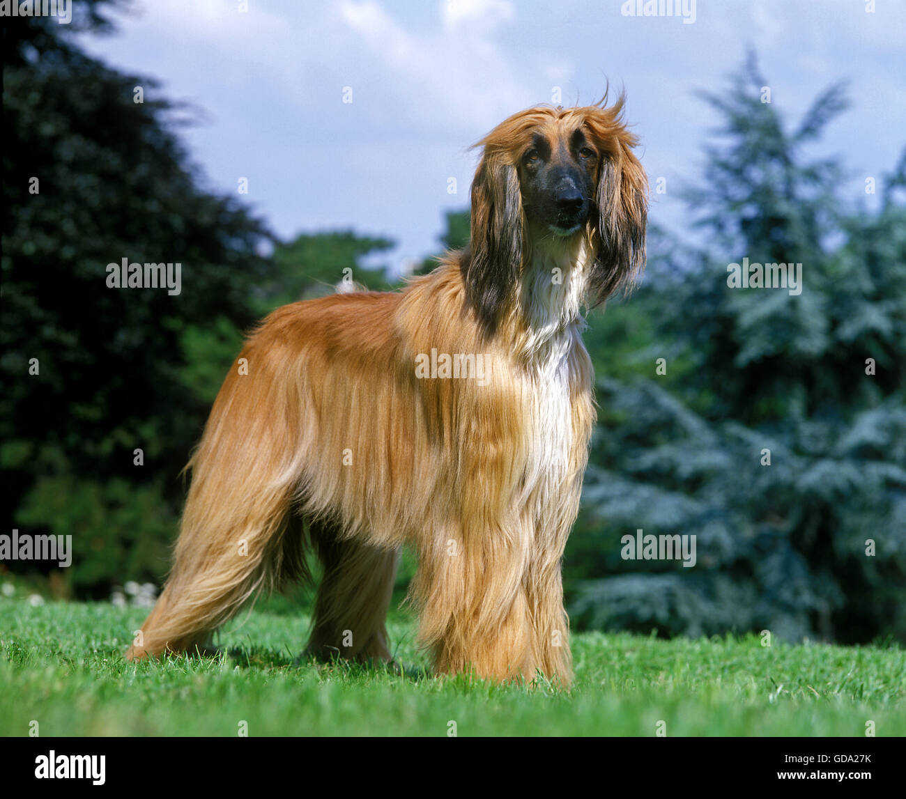 Afghan Hound, Adult Dog Standing on Grass Stock Photo - Alamy