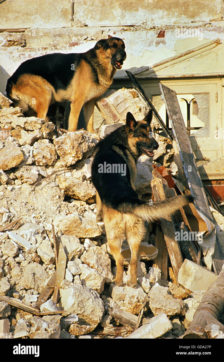 German Shepherd Dog during a Disaster Dog's Training Stock Photo - Alamy