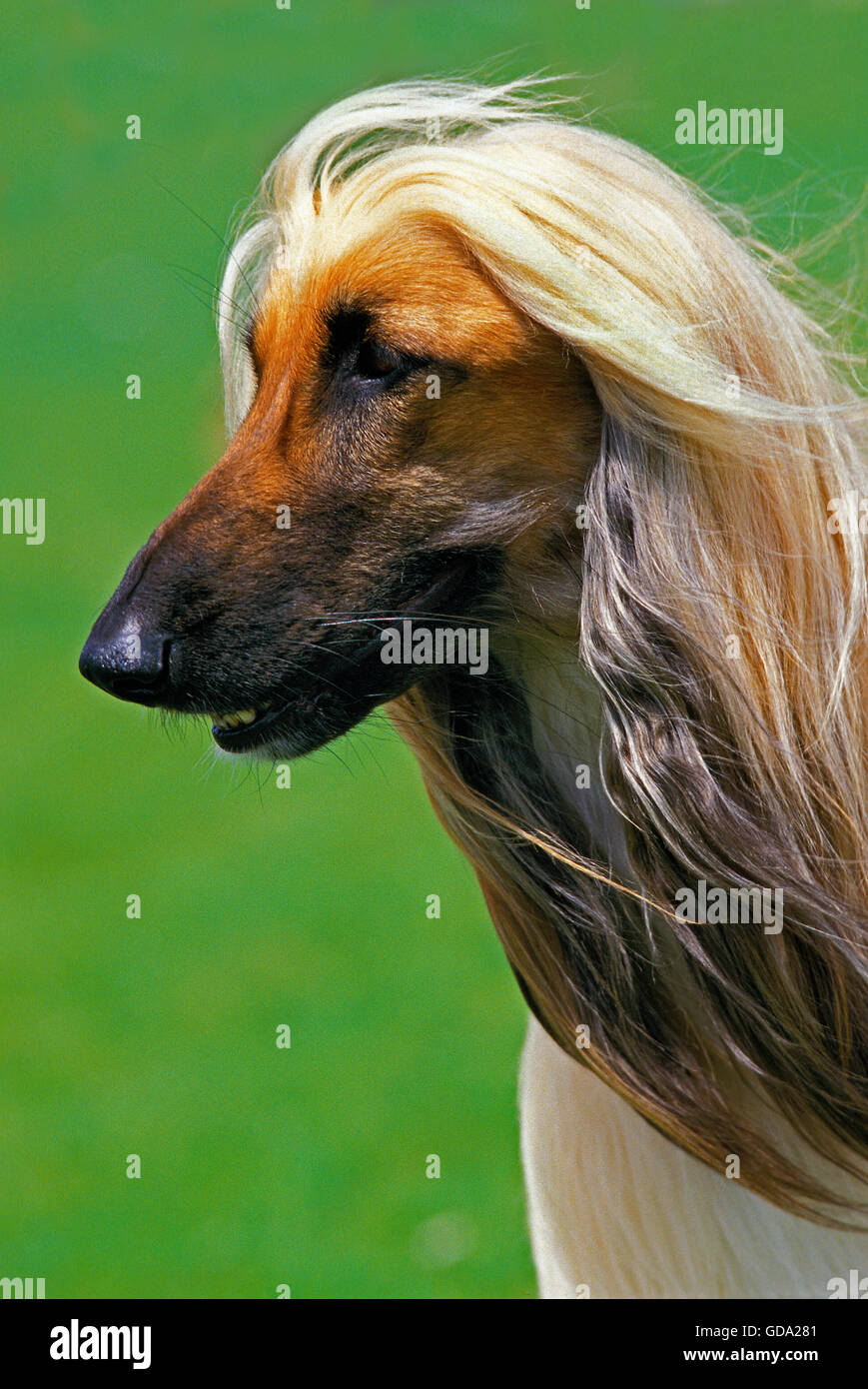 Afghan Hound, Portrait of Adult Stock Photo - Alamy