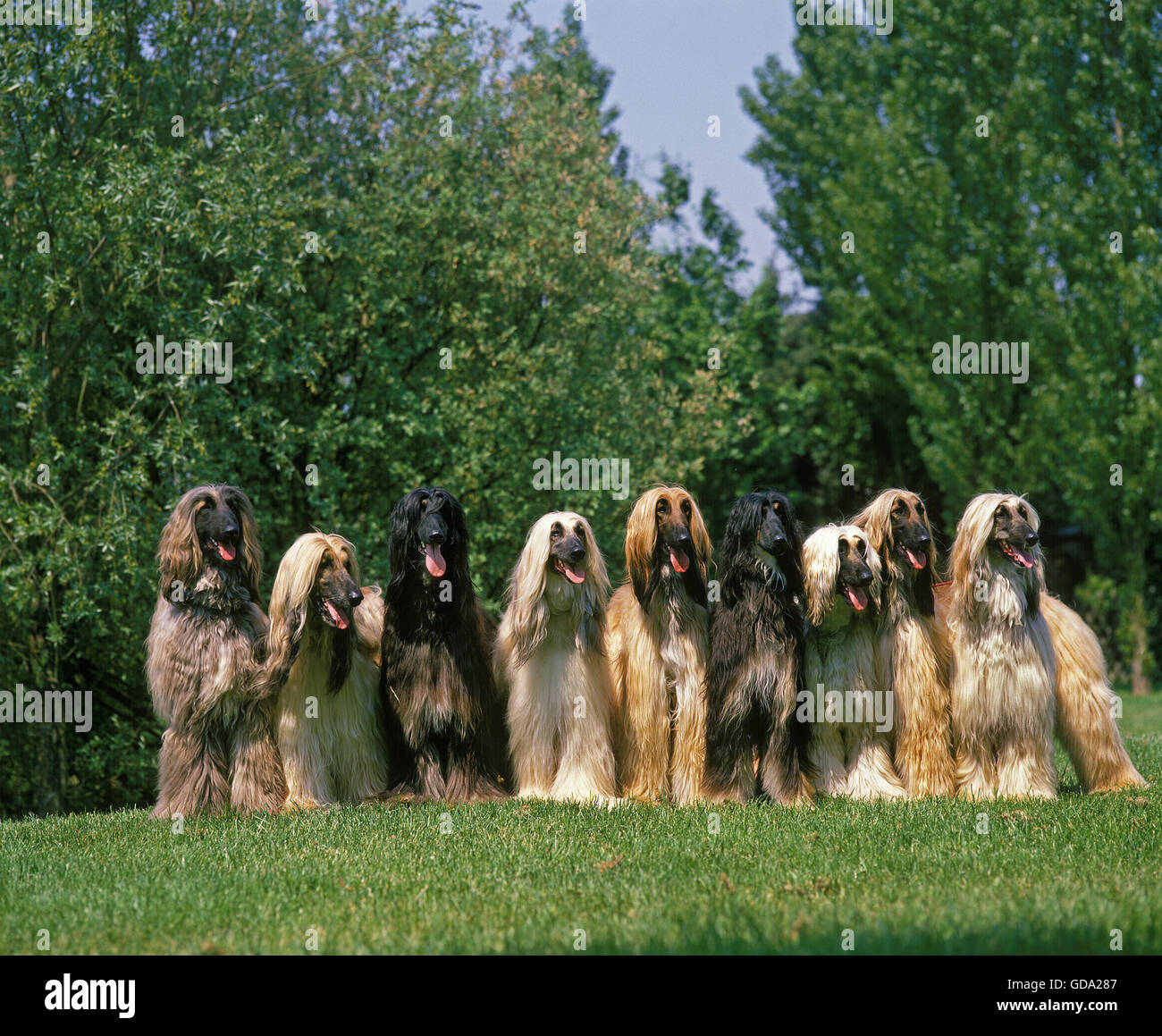 Hound group hi-res stock photography and images - Alamy
