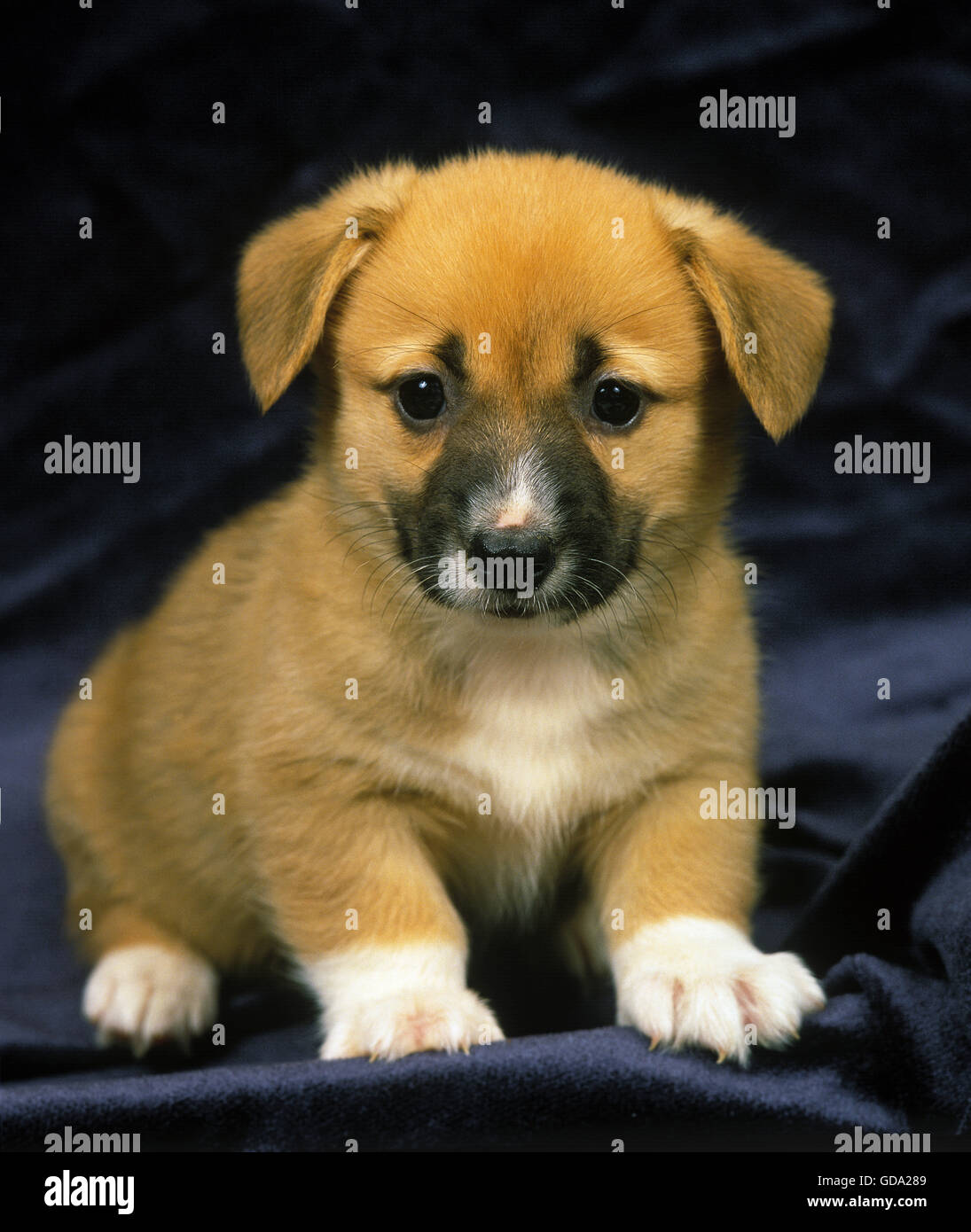 Pembroke Welsh Corgi, Pup sitting against Blue Background Stock Photo ...