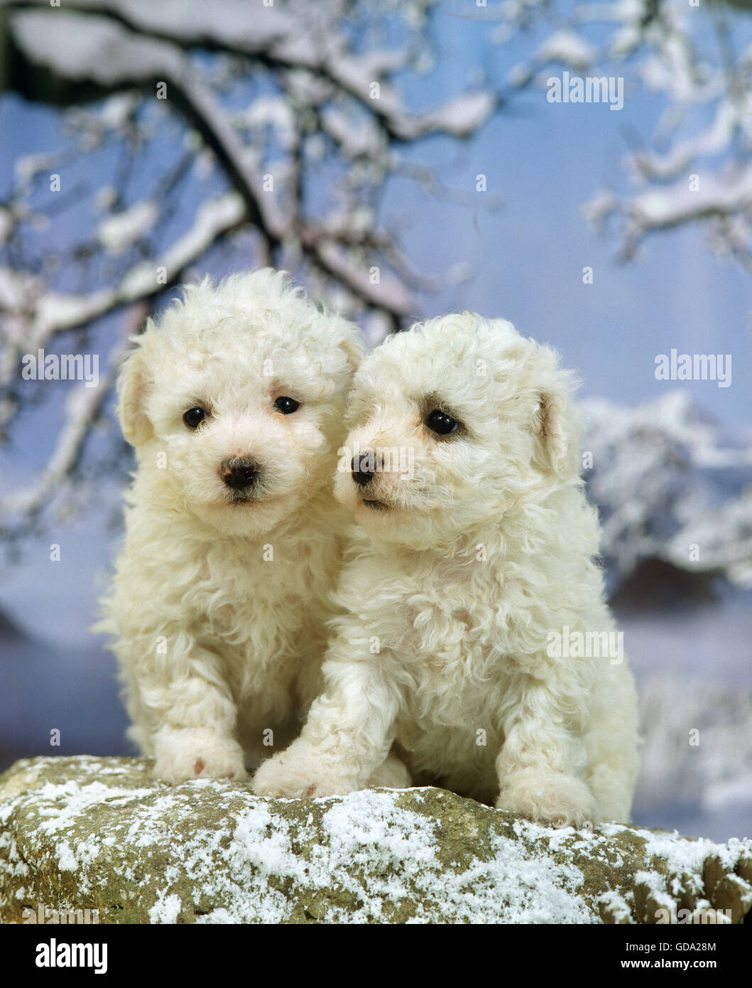 Bichon Frise Dog, Pup in Winter Stock Photo - Alamy