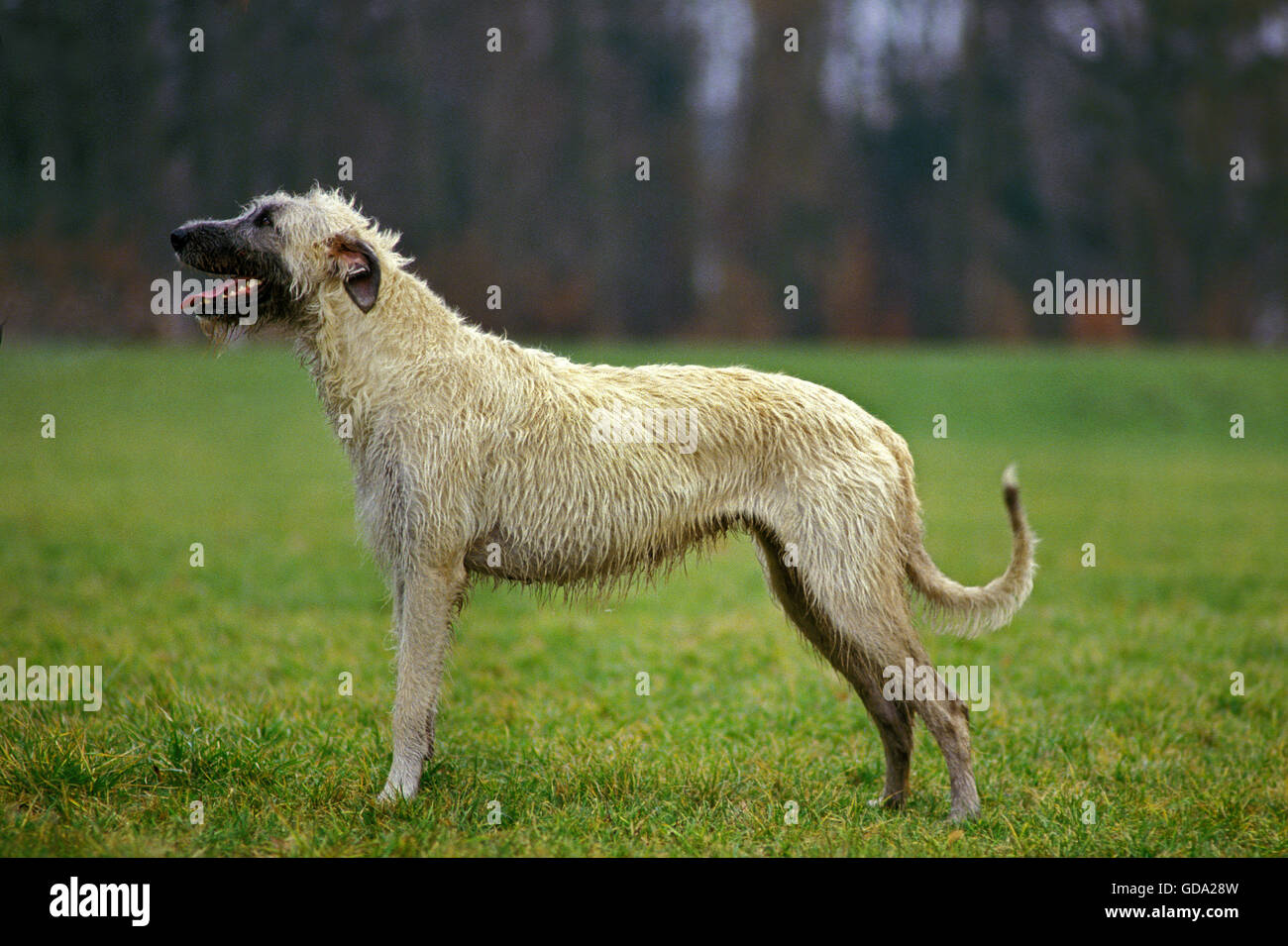 Irish Wolfhound, Dog standing on Grass Stock Photo - Alamy
