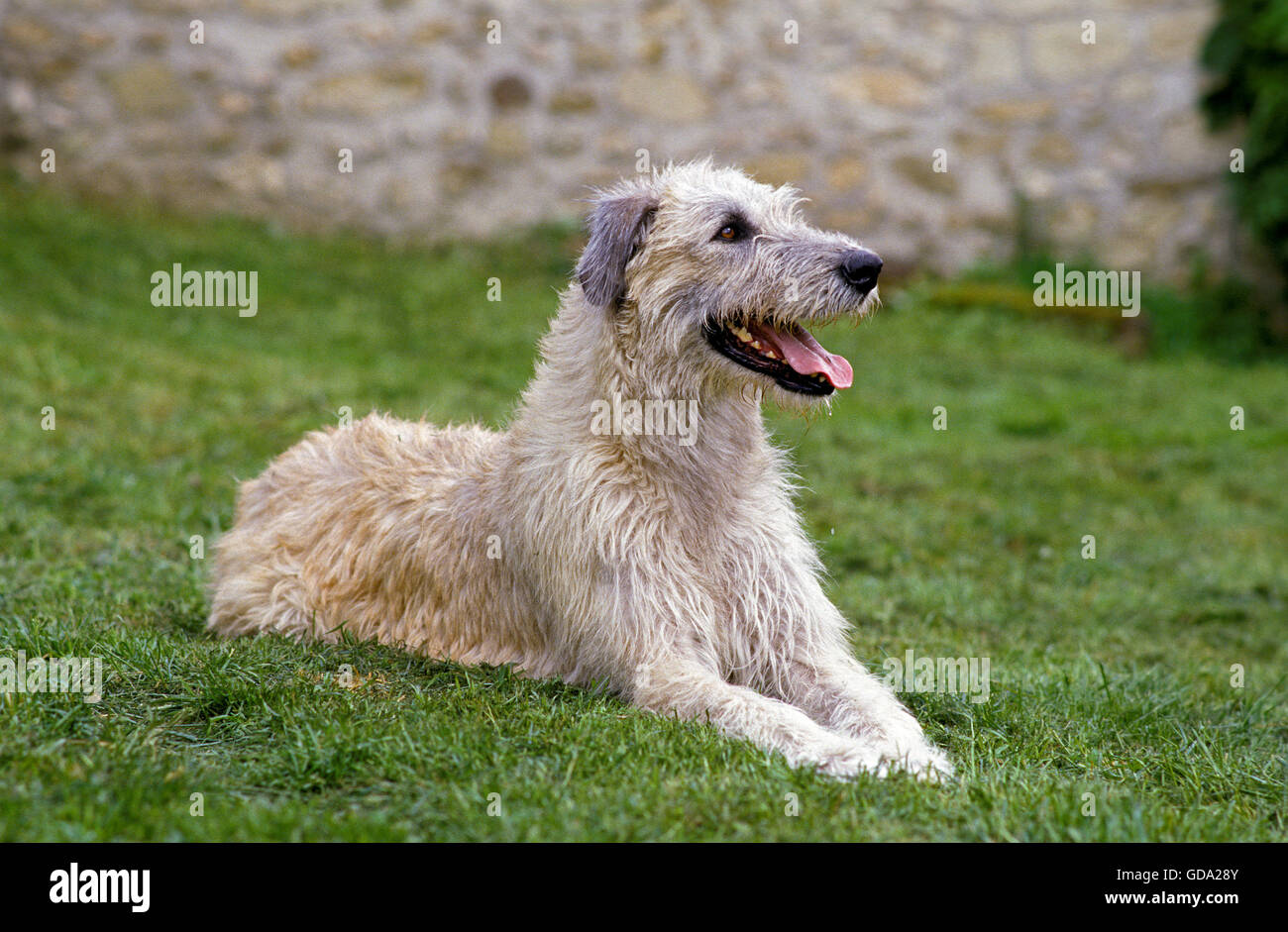 Full Grown Irish Wolfhound
