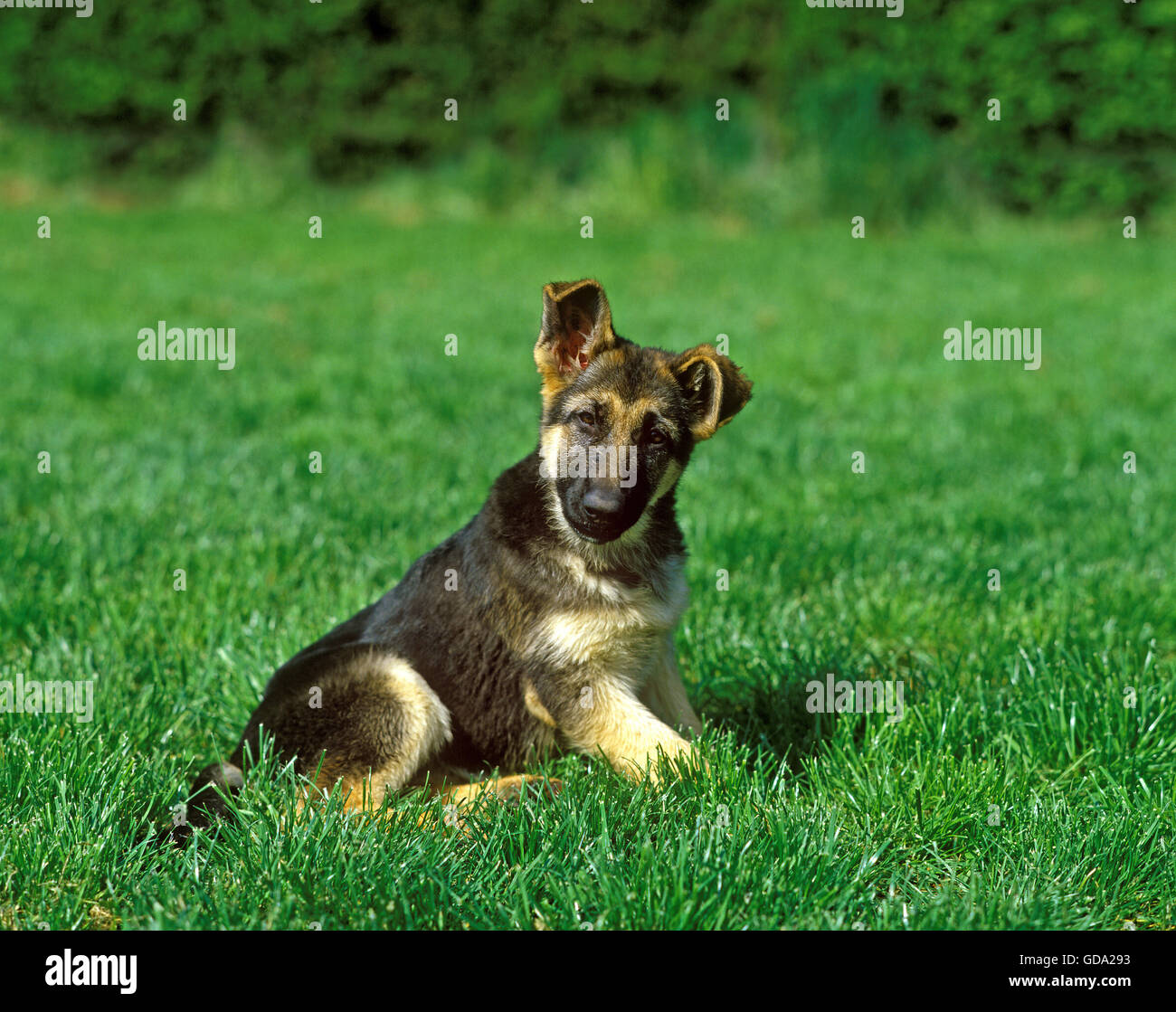 Young german shepherd sitting on hi-res stock photography and images ...