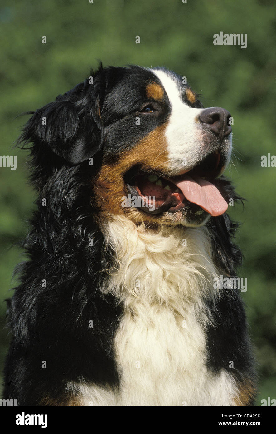 Bernese Mountain Dog, Portrait of Adult with Tongue out Stock Photo - Alamy