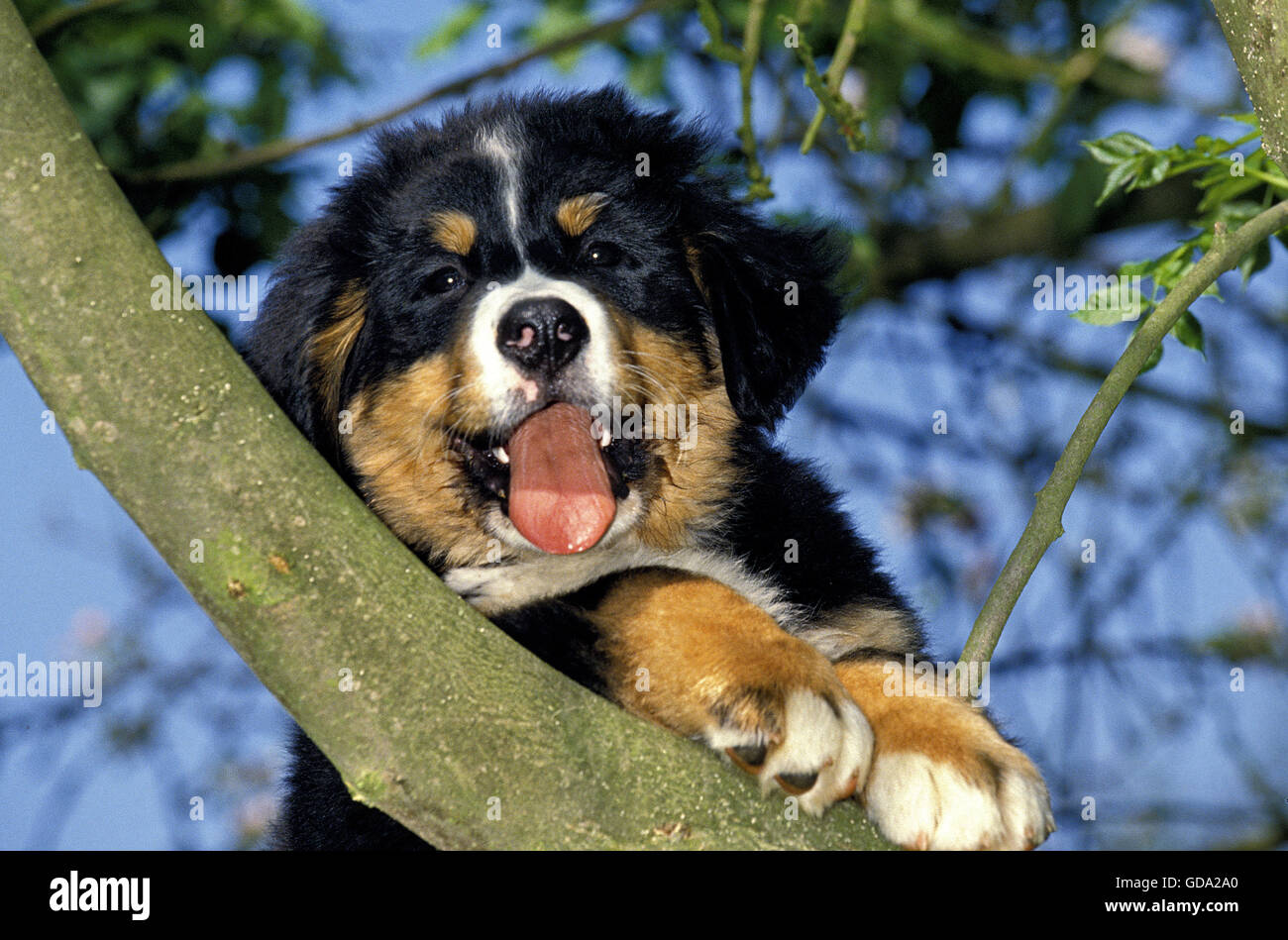 Bernese Mountain Dog, Pup on Branch Stock Photo - Alamy