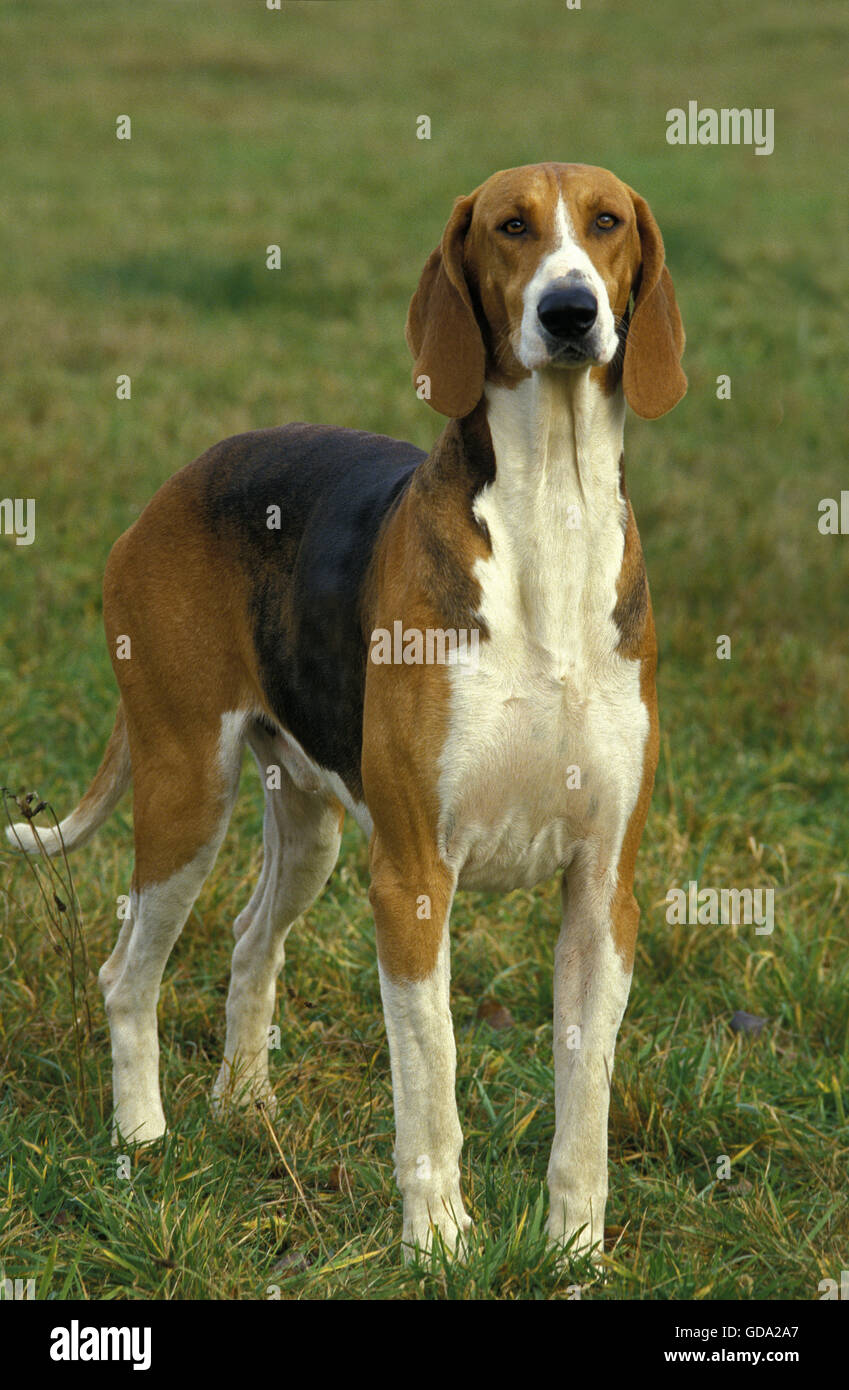 Poitevin Dog, Male Stock Photo - Alamy