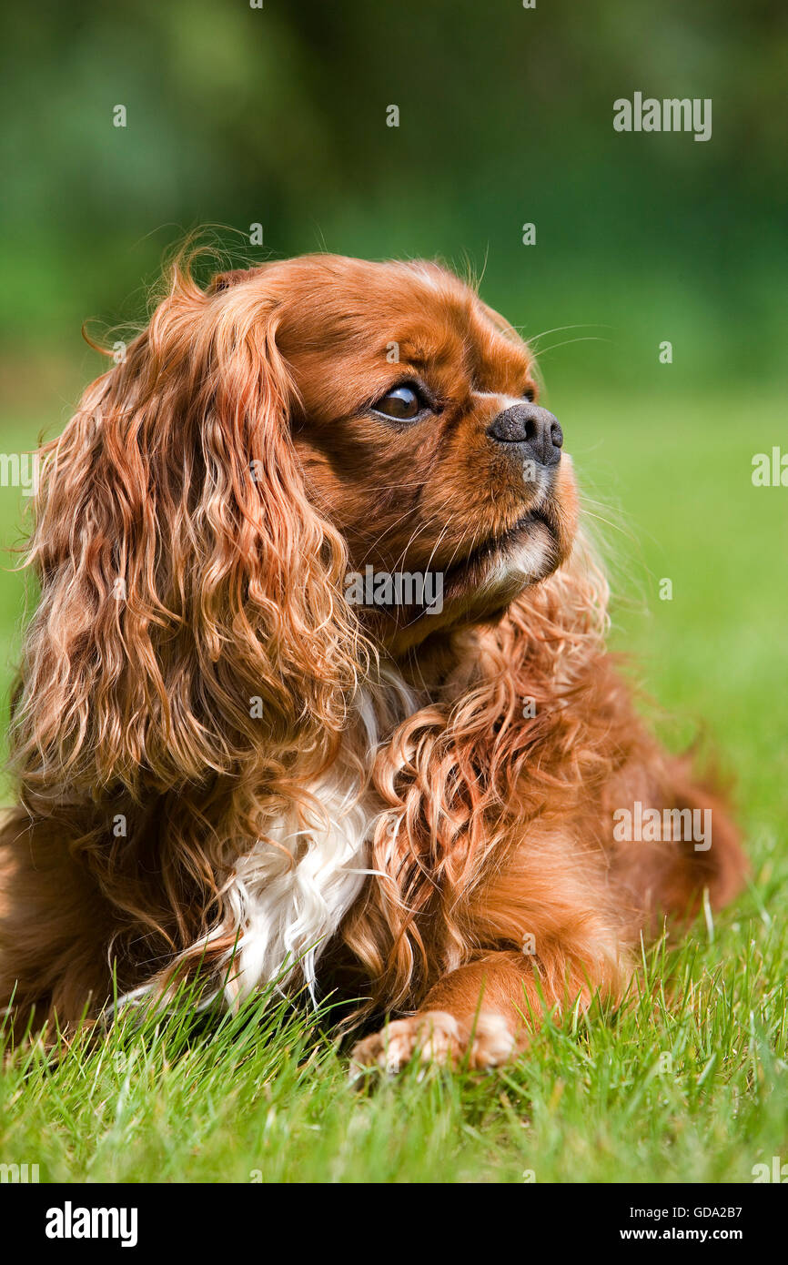 CAVALIER KING CHARLES SPANIEL, ruby Stock Photo - Alamy