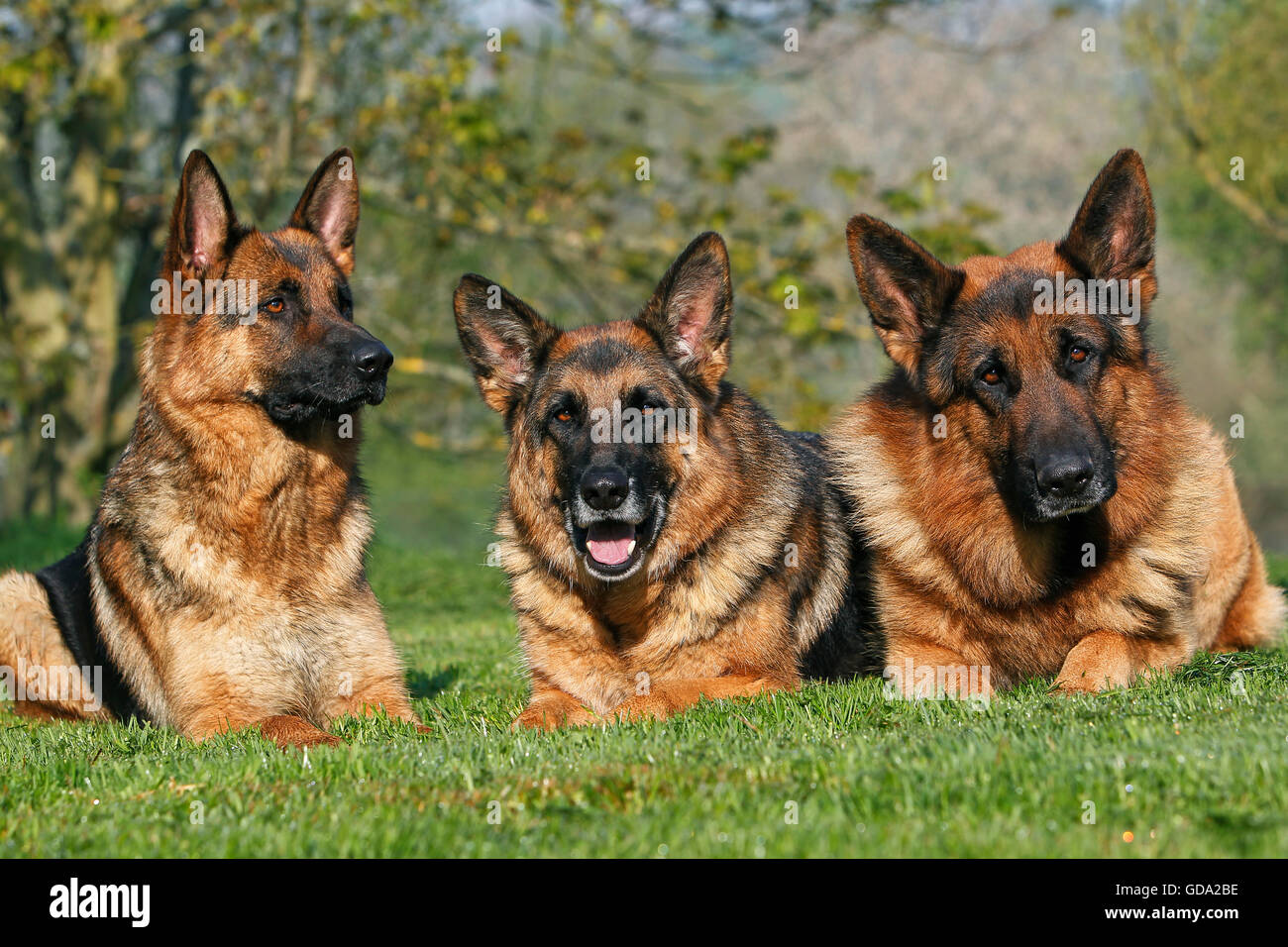 German Shepherd Dog, Adults laying on Grass Stock Photo - Alamy
