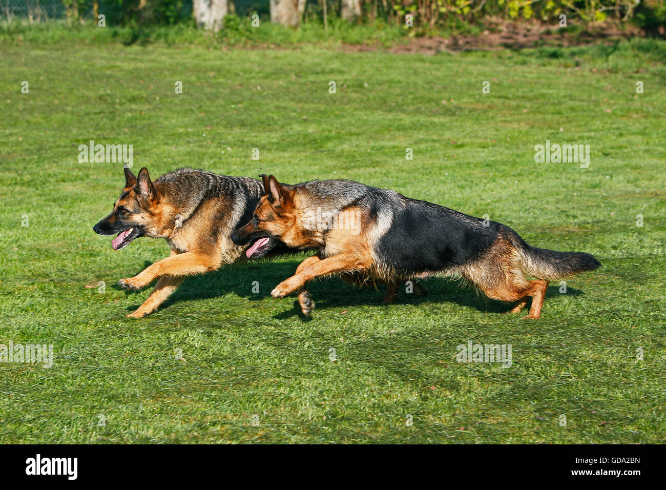 German Shepherd Dog, Adults running on Lawn Stock Photo - Alamy