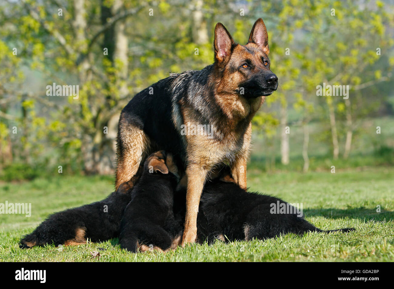 German Shepherd Dog, Mother with Pup Suckling Stock Photo - Alamy
