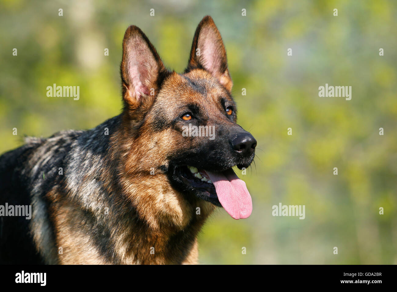 German shepherd head shot hi-res stock photography and images - Alamy
