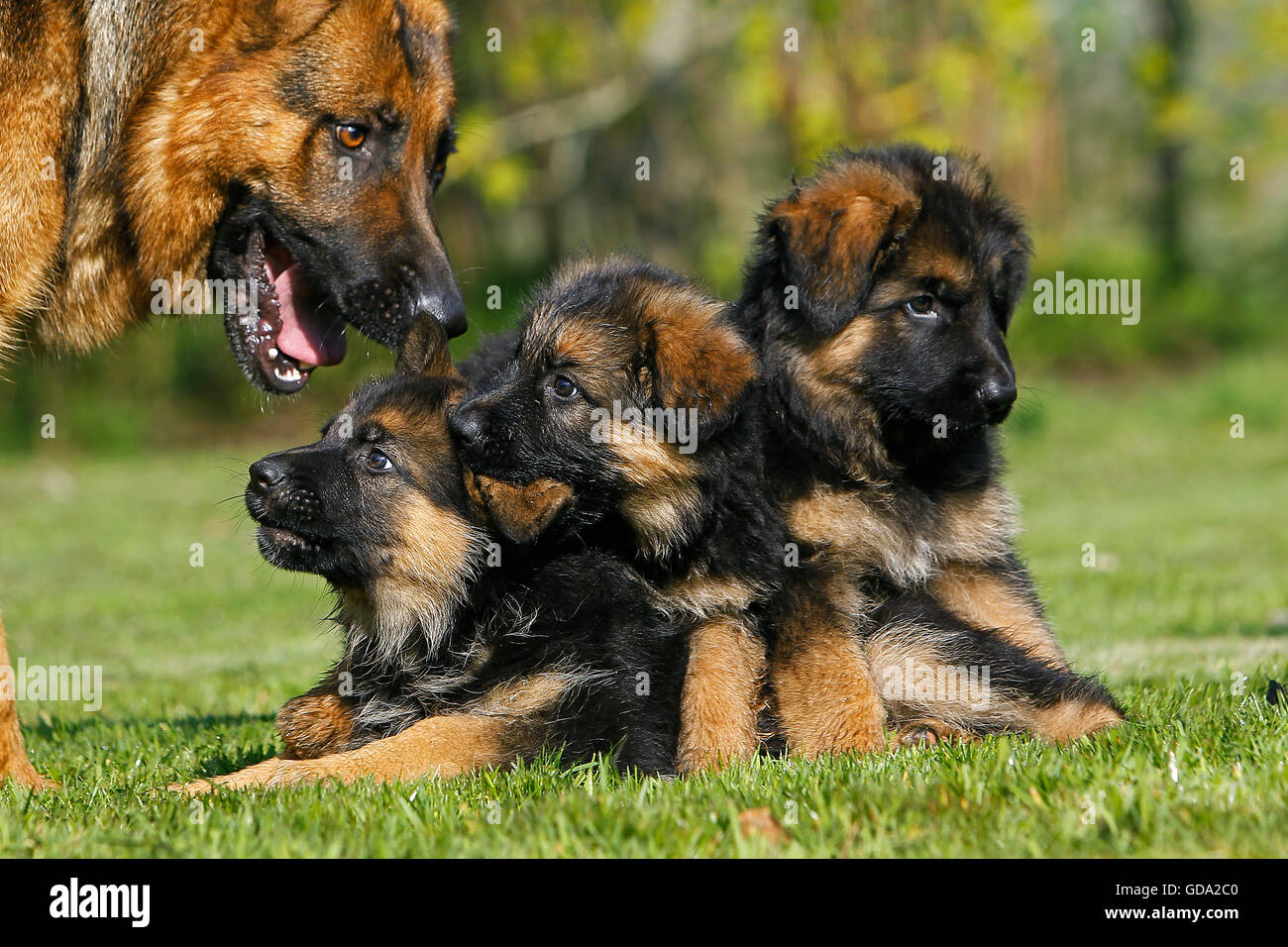 German Shepherd Dog, Mother with Pup on Lawn Stock Photo - Alamy