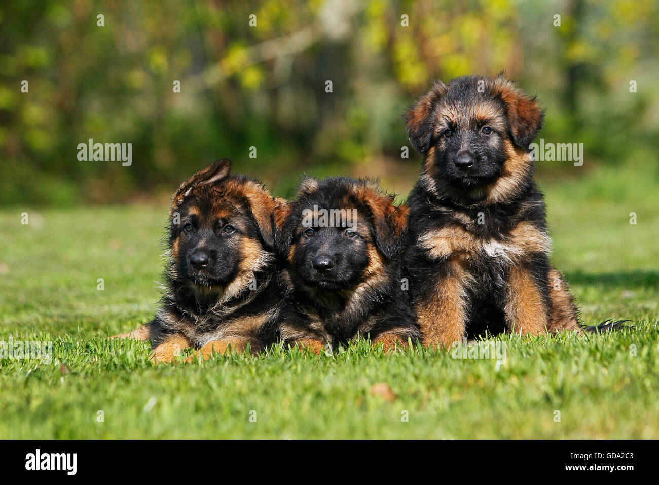 German Shepherd Dog, Pups standing on Grass Stock Photo - Alamy