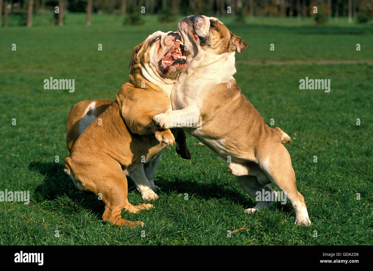 Are Bulldogs Fighting Dogs